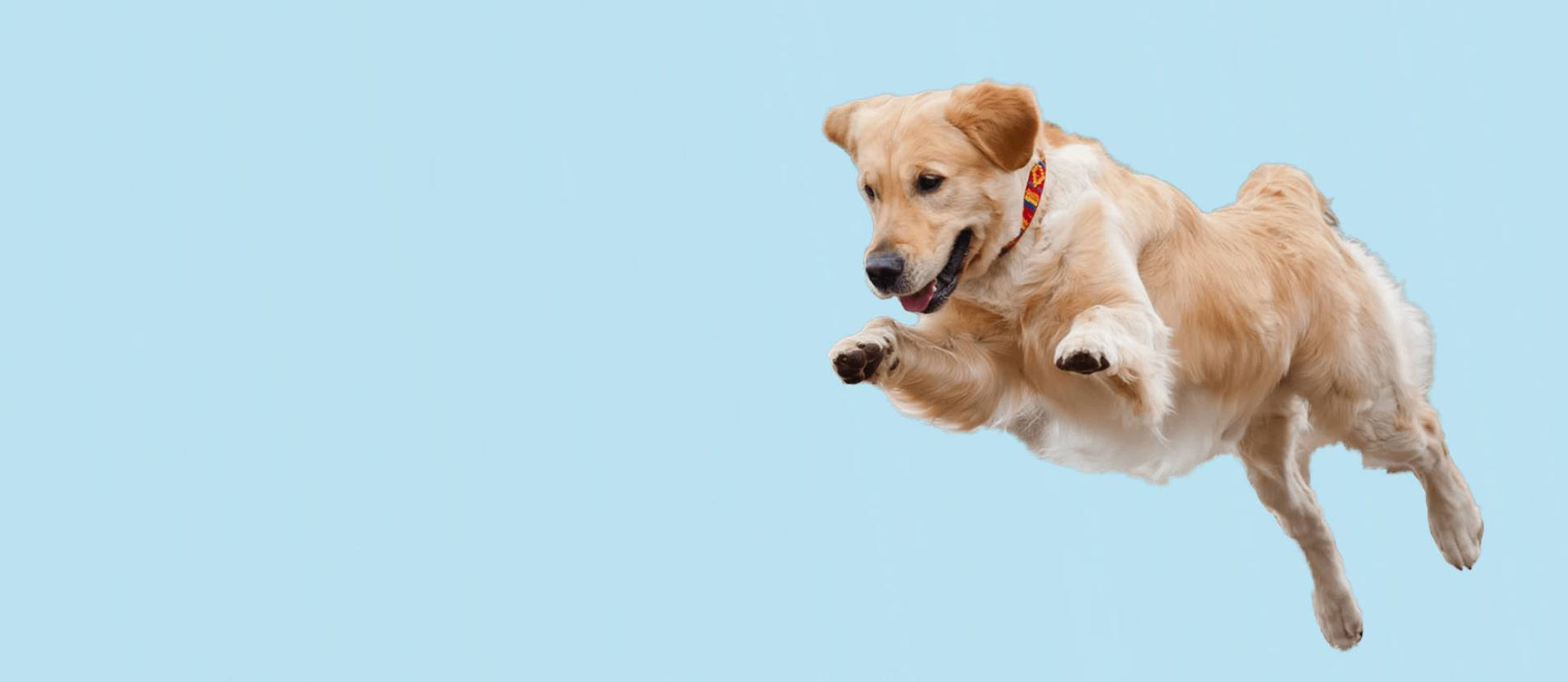 BBounce | The Best Joint Support Products For Dogs With Arthritis